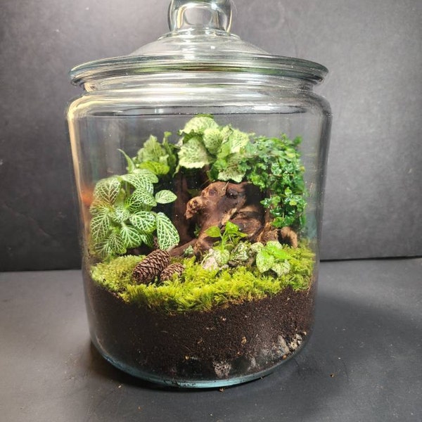 Terrarium Soil, Premium Ingredients, Re-sealable, Planting Soil, Moss ...