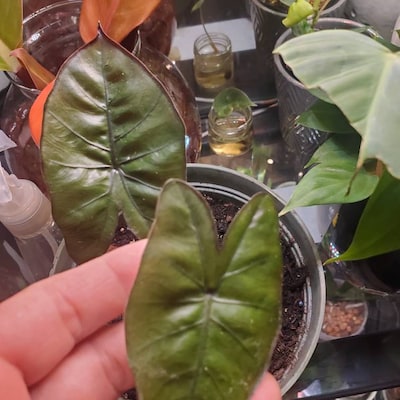 Golden Brush Dwarf Ginger Burbidgea Schizocheila Live Plant - Etsy