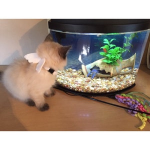 Angel Cat Collar/ Angel Wing Cat Costume''whitecolor - Etsy