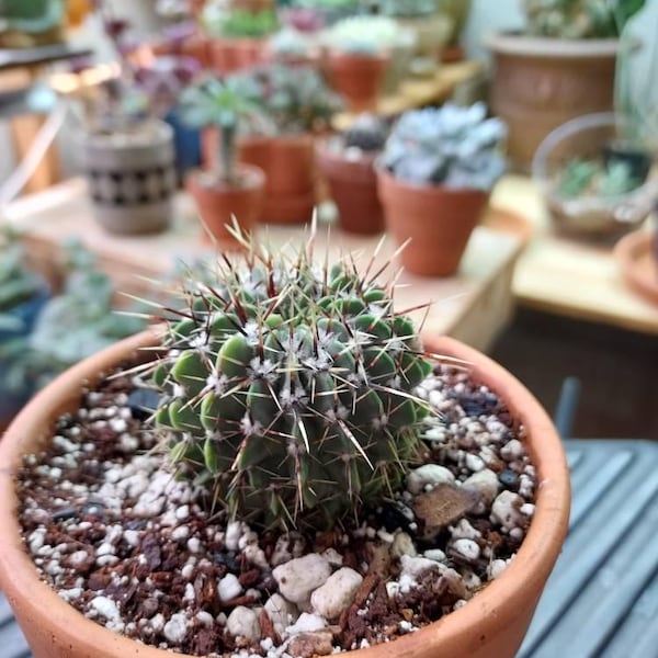Century Plant - Agave Americana Pup 1’ - Etsy