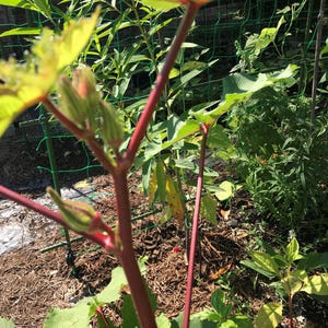 Marketer Cucumber Seeds 50+ Vegetable Garden Heirloom NON-GMO USA - Etsy