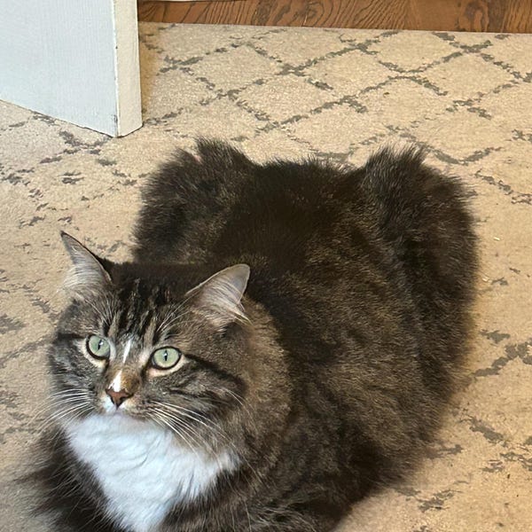 Custom Life Size Coroplast Cutouts of Any Photograph, Personalized Full ...