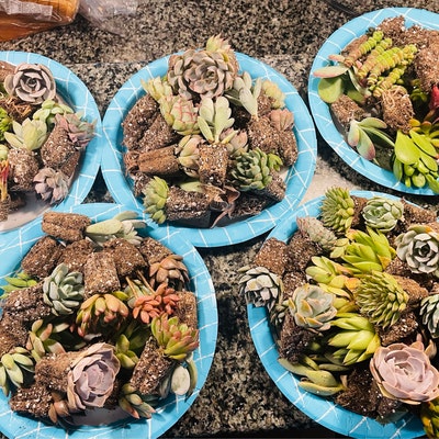 Assorted Live Rooted Succulent Plugs Great for Baby Showers, Wedding ...