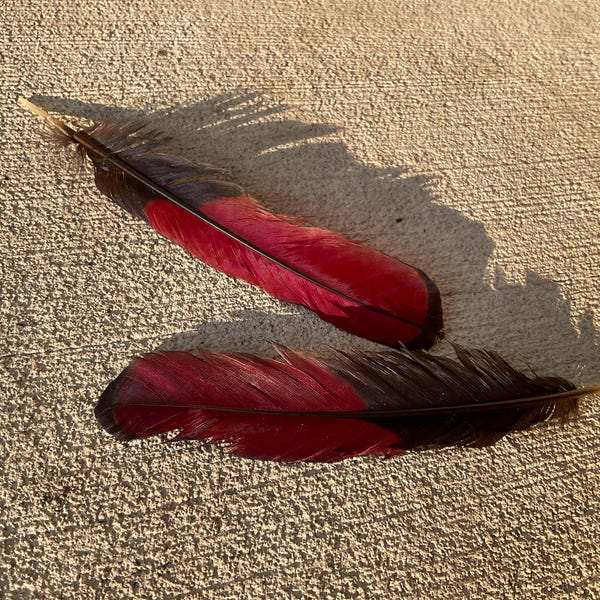 IFA Divination Book in English - Etsy