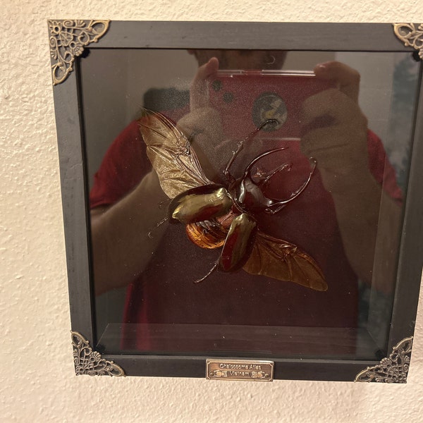 Real Giant Atlas Beetle Insect Framed Dead Bug Oddities Curiosities ...