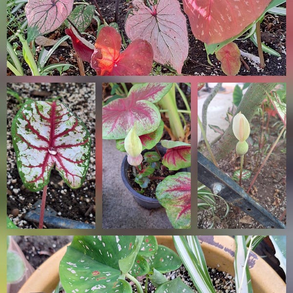 Caladium 'mint Julep' Size #1( 1 Bulb/larger 1-1/2" to 2-1/2") **new ...