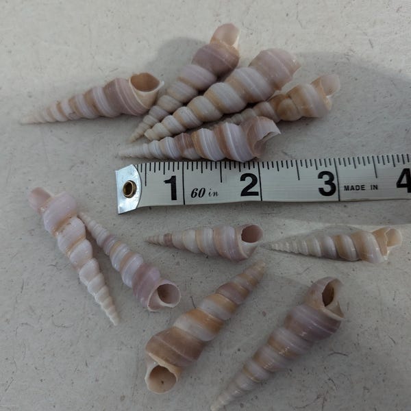 Assorted Seashells Handpicked From Florida, Sea Glass, Mixed 1/2 Pound ...