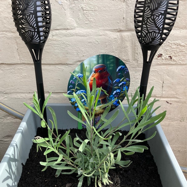 Robin Sign, Charming Robin and Forget-me-nots Wall Art, Garden Bird ...