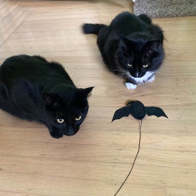 Squeaky Gavel Dog Toy - Etsy