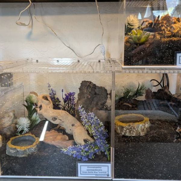 Small Terrarium Label Laminated Enclosure Label Exotic Pet Informative ...