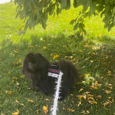 Kiloniner Premium MP4 Poop Pet Waste Bag Dispenser MOLLE Compatible Pouch US Made Poop Bag ...