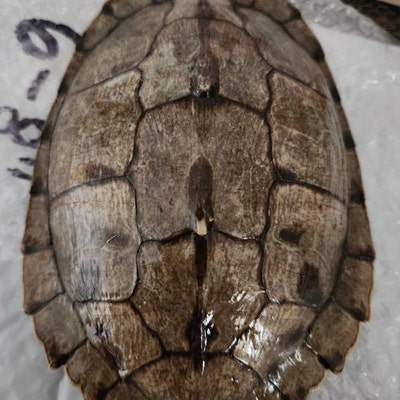 Baby Map Turtle Shells 2 3.5 Inch Sizes Available TU9 - Etsy