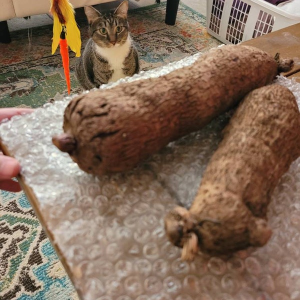 Edible Malanga Coco Yam Yautia Big Taro Root for Planting or Eating ...