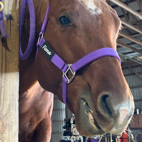 SMALL/MEDIUM Embroidered Halter Sleeves, Custom Horse Halter Name Tag ...