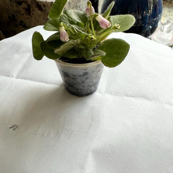 Micro Mini African Violet Kitten’s Meow - Etsy