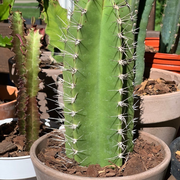 Pachycereus Schottii (senita Whisker Cactus) Live Plant Cutting Arizona ... Pachycereus Schottii (senita Whisker Cactus) Live Plant Cutting Arizona ...