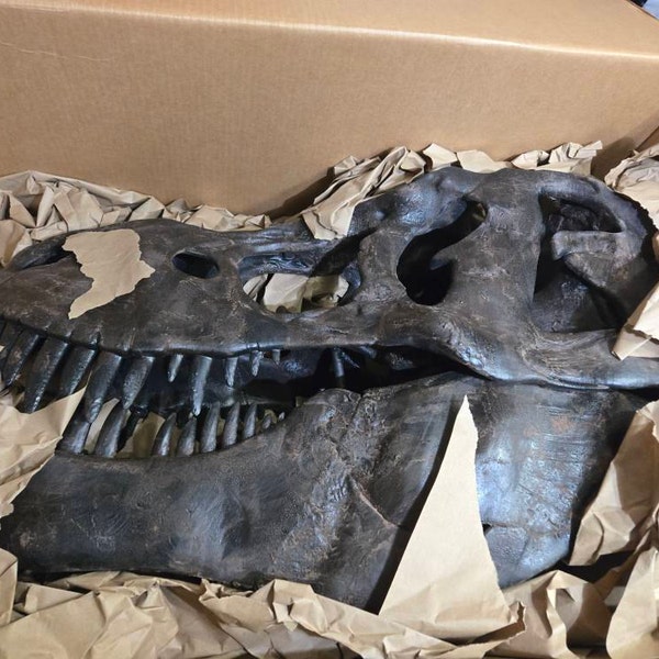 Life Size Utahraptor Skull - Etsy Canada
