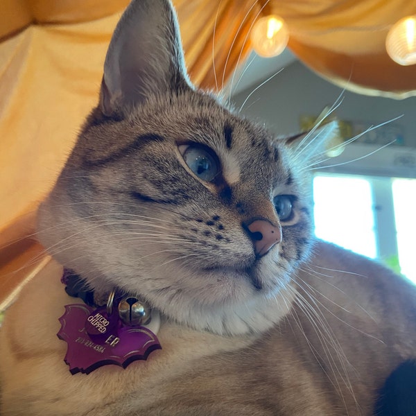 Bat Personalized Pet Tag, Goth Style, Creepy Pup, Halloween Cat and Dog ...