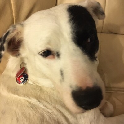 Pet ID Tag Harley Quinn inspired Dog Tag, Cat Tag, Pet Tag - Etsy