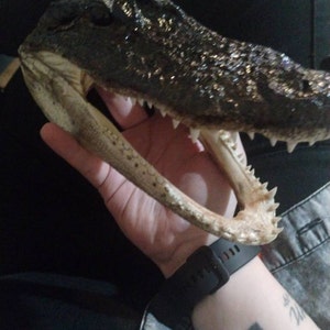 ALLIGATOR BONE DUST Voodoo, Hoodoo, Wicca, Gothic, Oddity - Etsy