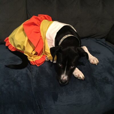 Princess Daisy Pet Costume From Super Mario Brothers XS-XL - Etsy