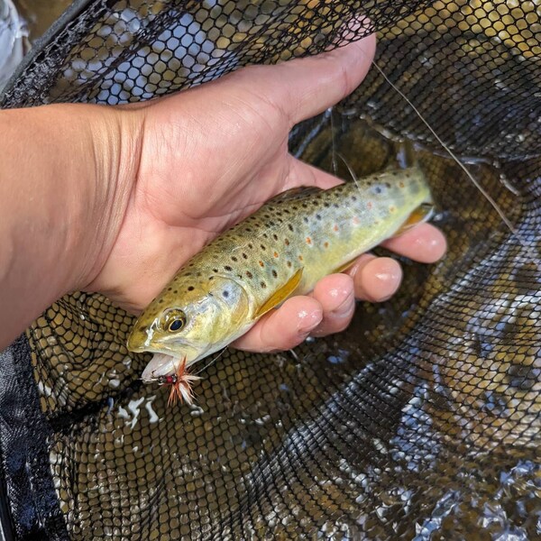 Rainbow Trout Articulated Streamer Flies With a Trailer Hook in Various ...