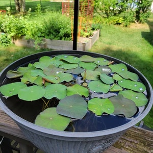 Billy Button Seeds, Craspedia, Billy Balls, Craspedia Globosa CD0150 - Etsy