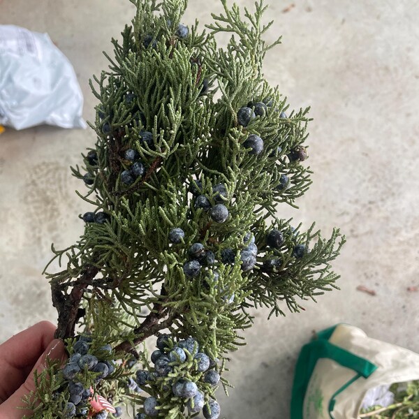 Dried Pepper Grass, Lepidium, Dried Grass, Grass Bunch, Green Grains ...