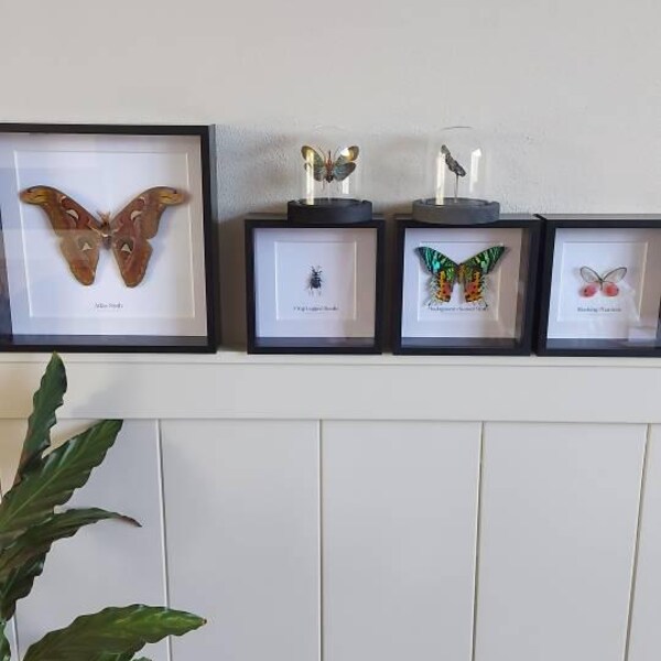 Hercules Beetle Insect Bug Entomology Taxidermy Box Frame Interior ...