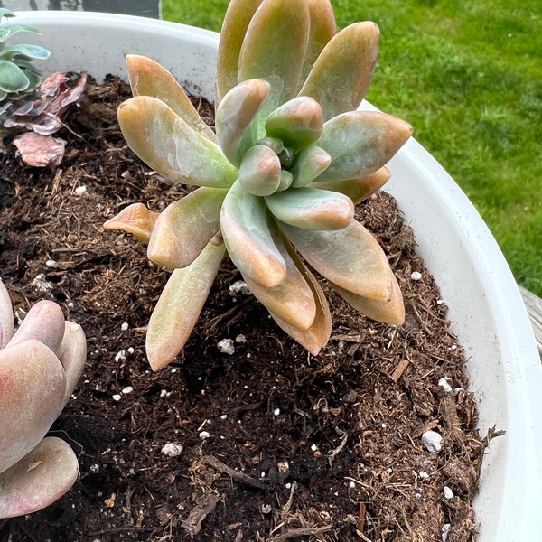Graptosedum “francesco Baldi”, Darley Sunshine, Hardy Succulents ...