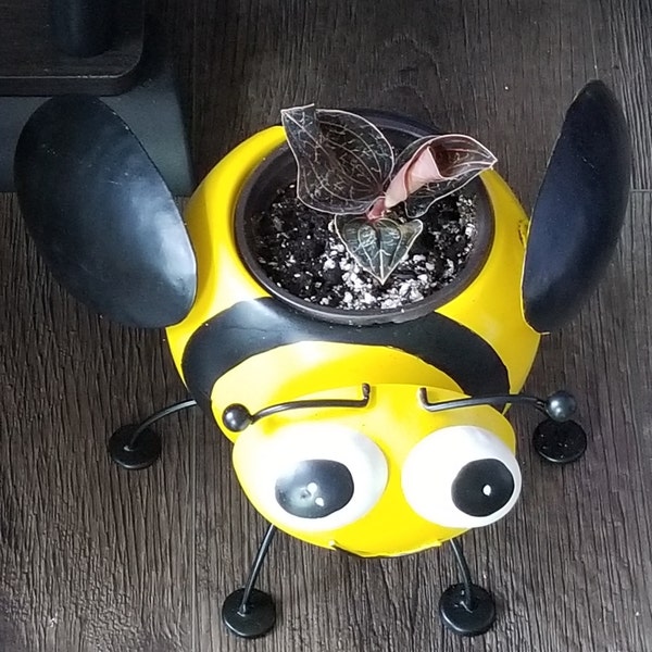 Bumble Bee Metal Planter With Pot Liner Succulent Pot Gardening ...