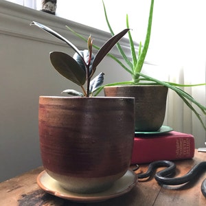 Rubber Tree Plant, Ficus Elastica, Black Prince, Rubber Fig, Rubber ...