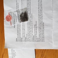 LARGE PACKAGE 300 Seeds Garlic Chive Seeds asian Herb Organic 韭菜 Gow ...