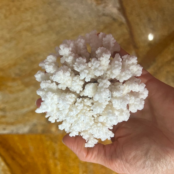 Coral, Real Coral,beautiful Natural White Coral,natural Coral Tree - Etsy