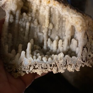 Giant Ice Age Capybara Fossil Set - Etsy