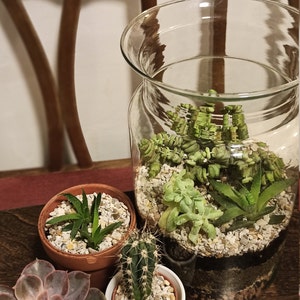 Small Tank Terrarium Kit Container plus Terrarium Kit | Etsy