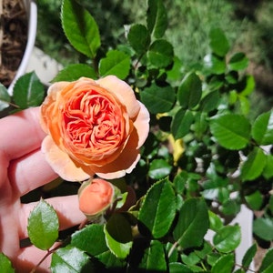 Rare New Rose. Red Juicy Terrazza. 红果汁flower Machine. Continue Blooming ...