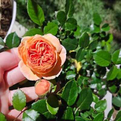 Rare New Rose. Red Juicy Terrazza. 红果汁flower Machine. Continue Blooming ...