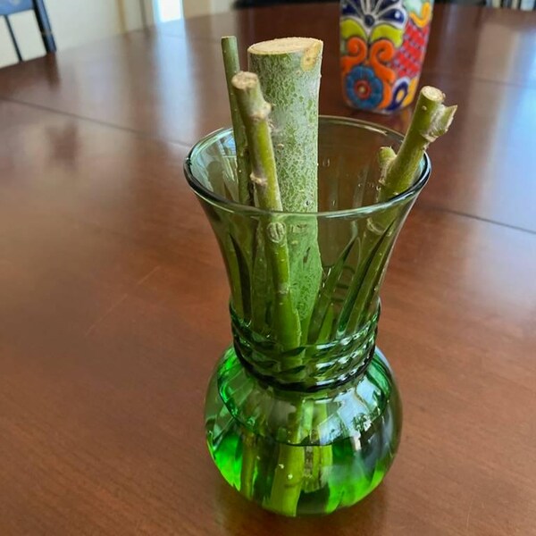 20 Trident Maple Bonsai Tree Seeds – Grow Acer Buergerianum – Japanese ...