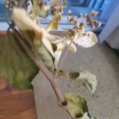 Scabiosa Japonica 'ritz Blue' Japanese Pincushion Compact Violet ...