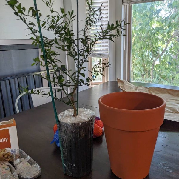 Finger Lime Tree , 1/2 Gallon Pot - Microcitrus Australasica in Half ...