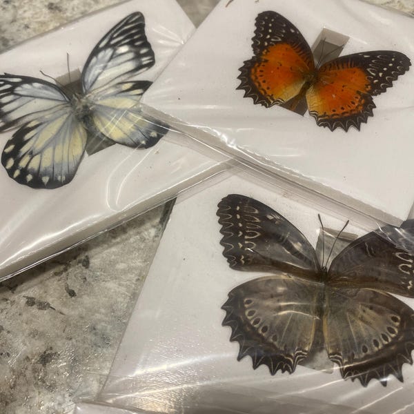 Butterfly Specimen in Glass Cover, Real Insect Specimen, Butterfly ...