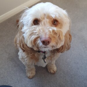 Ruby Red Cockapoo Print Cockapoo Wall Art - Etsy