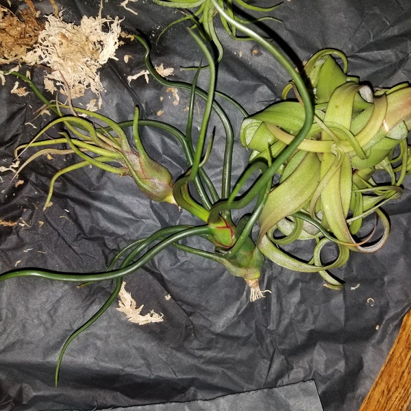 Tillandsia Bulbosa | Alien Air Plant - Etsy
