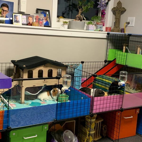 Hamster, Gerbil, Rat, and Mouse Forage Mix - Etsy