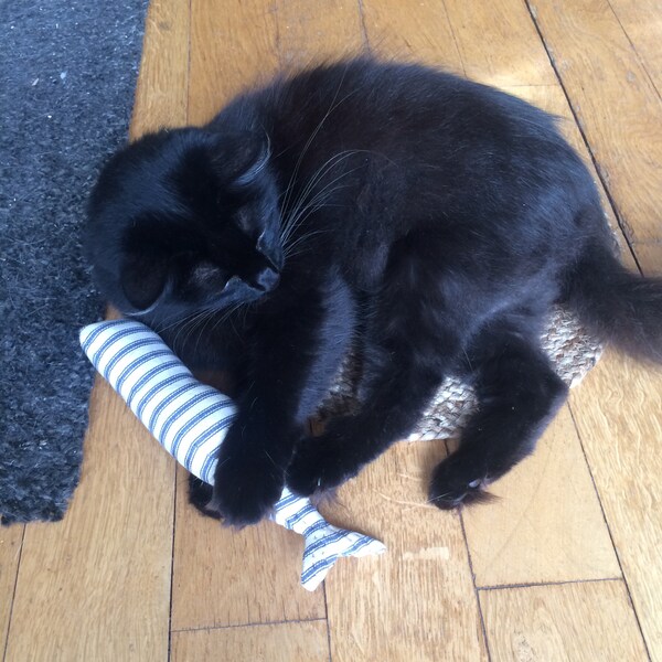 Cat Toys and Gifts - the Kitty Cuddle Collection - a Gift Box of ...