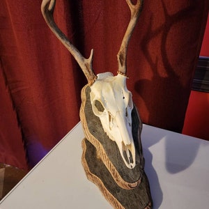 Barn Wood European Wall Mount - Etsy