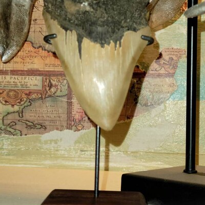 Medium Megalodon Shark Tooth Stand Shark Tooth Stand Custom Metal ...