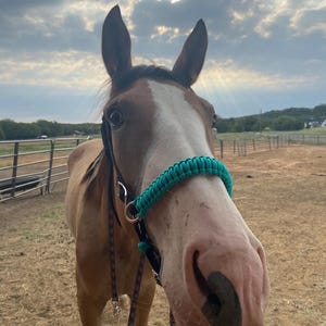 Bit Hobble, Curb Strap, Chinstrap, Horse Tack, Paracord Horse Tack ...