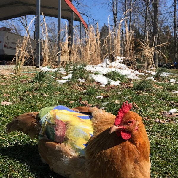 Hen Saddle, Chicken Apron Tail Guard AND Now Added Wing Guard! PDF ...